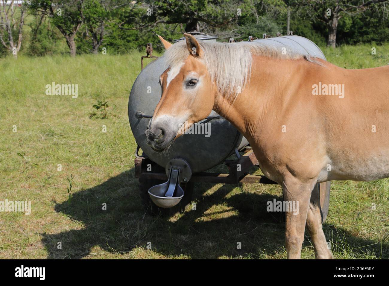 a horse at your water trough Stock Photo - Alamy
