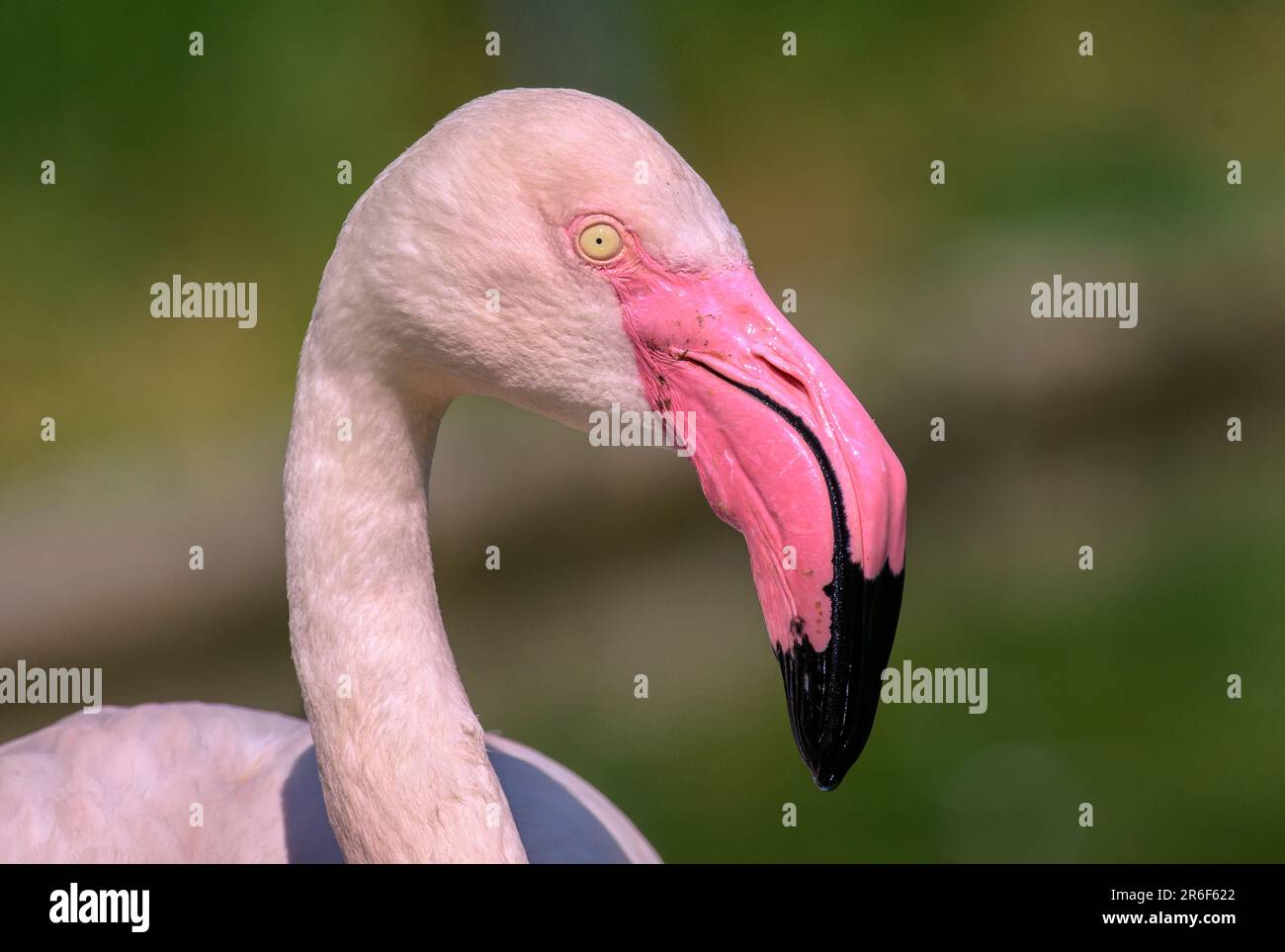 Flamingo in nature wildlife hi-res stock photography and images - Alamy