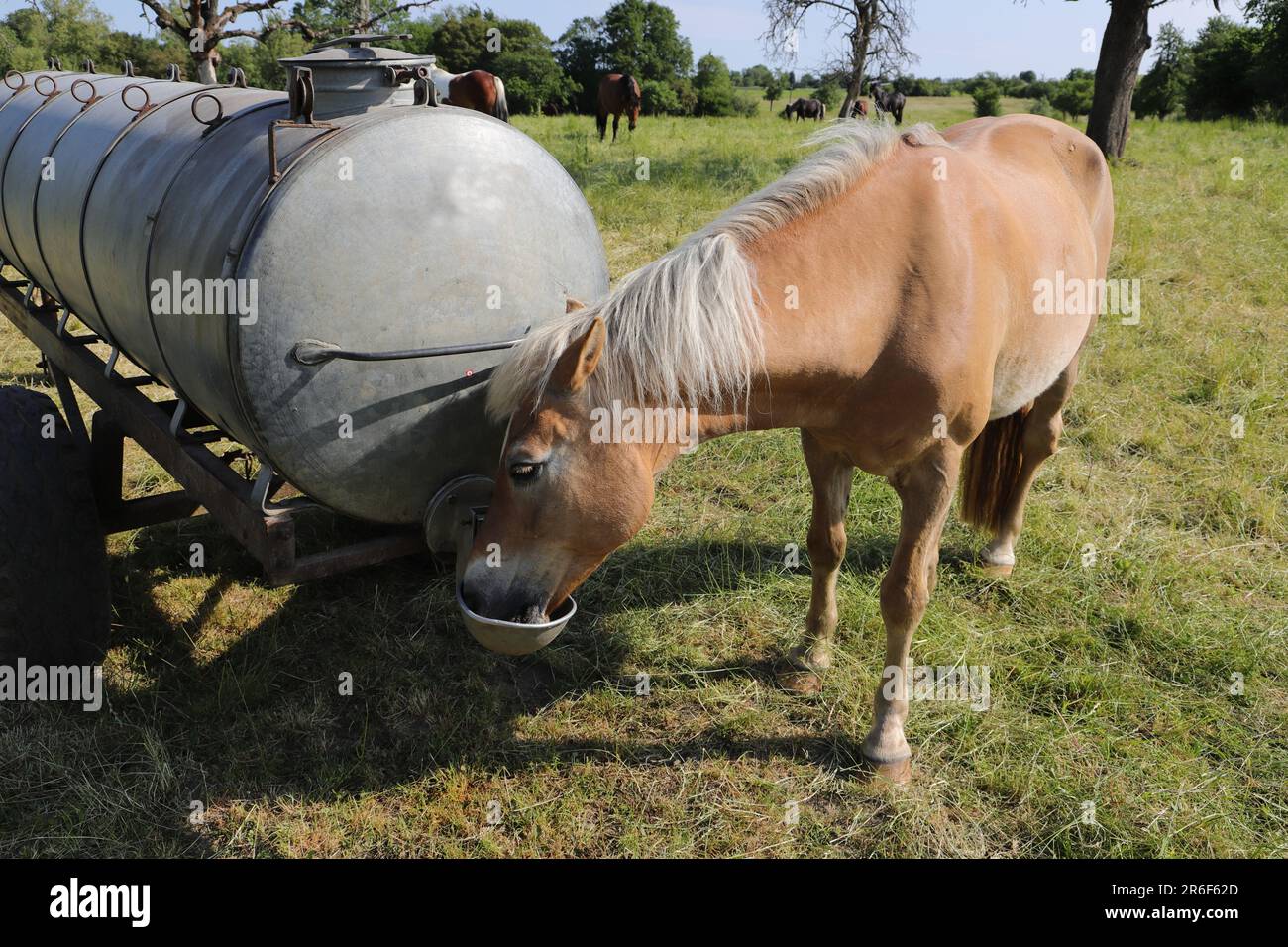 a horse at your water trough Stock Photo - Alamy