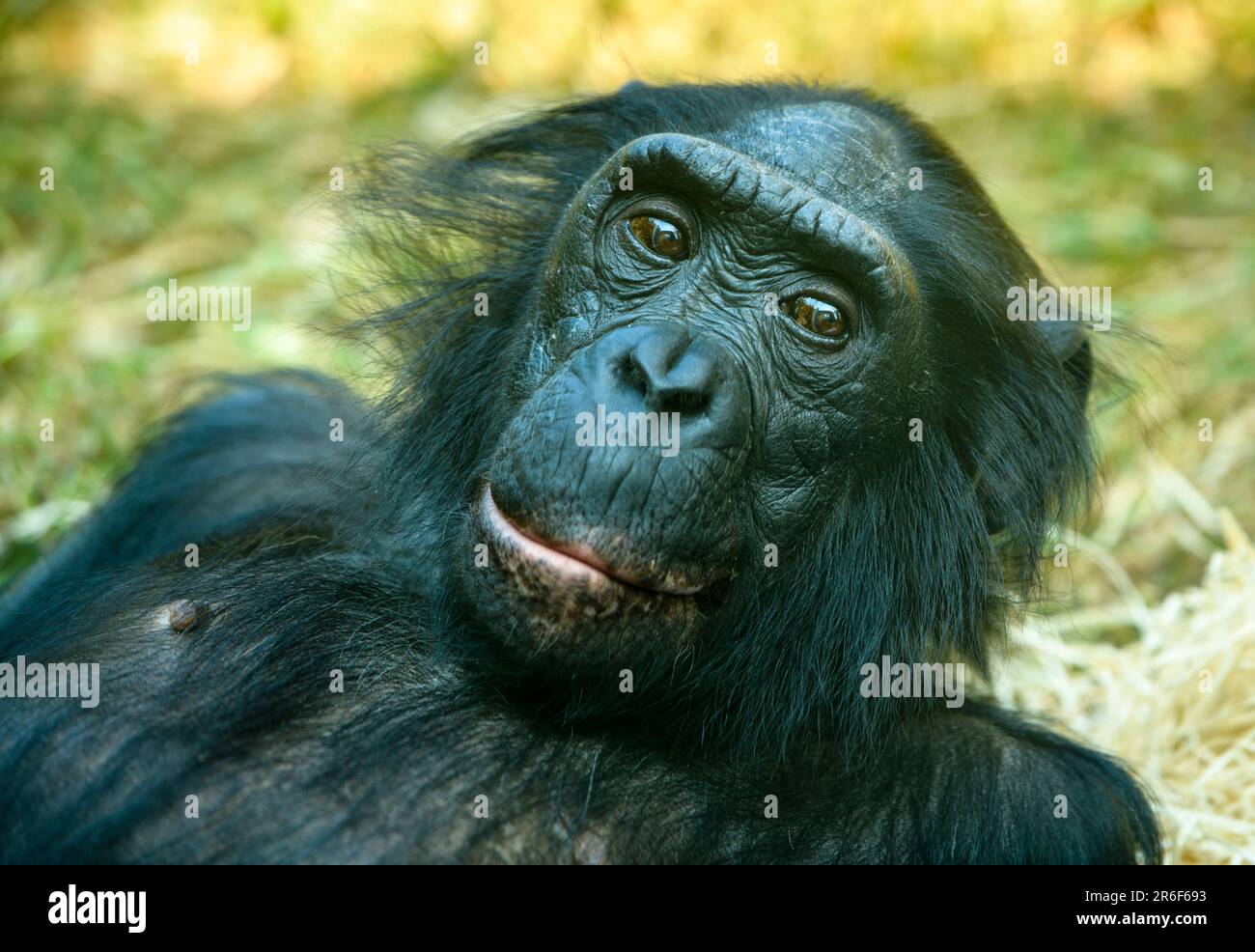 Portrait of a Chimpanzee agianst blurred yellow background Stock Photo ...