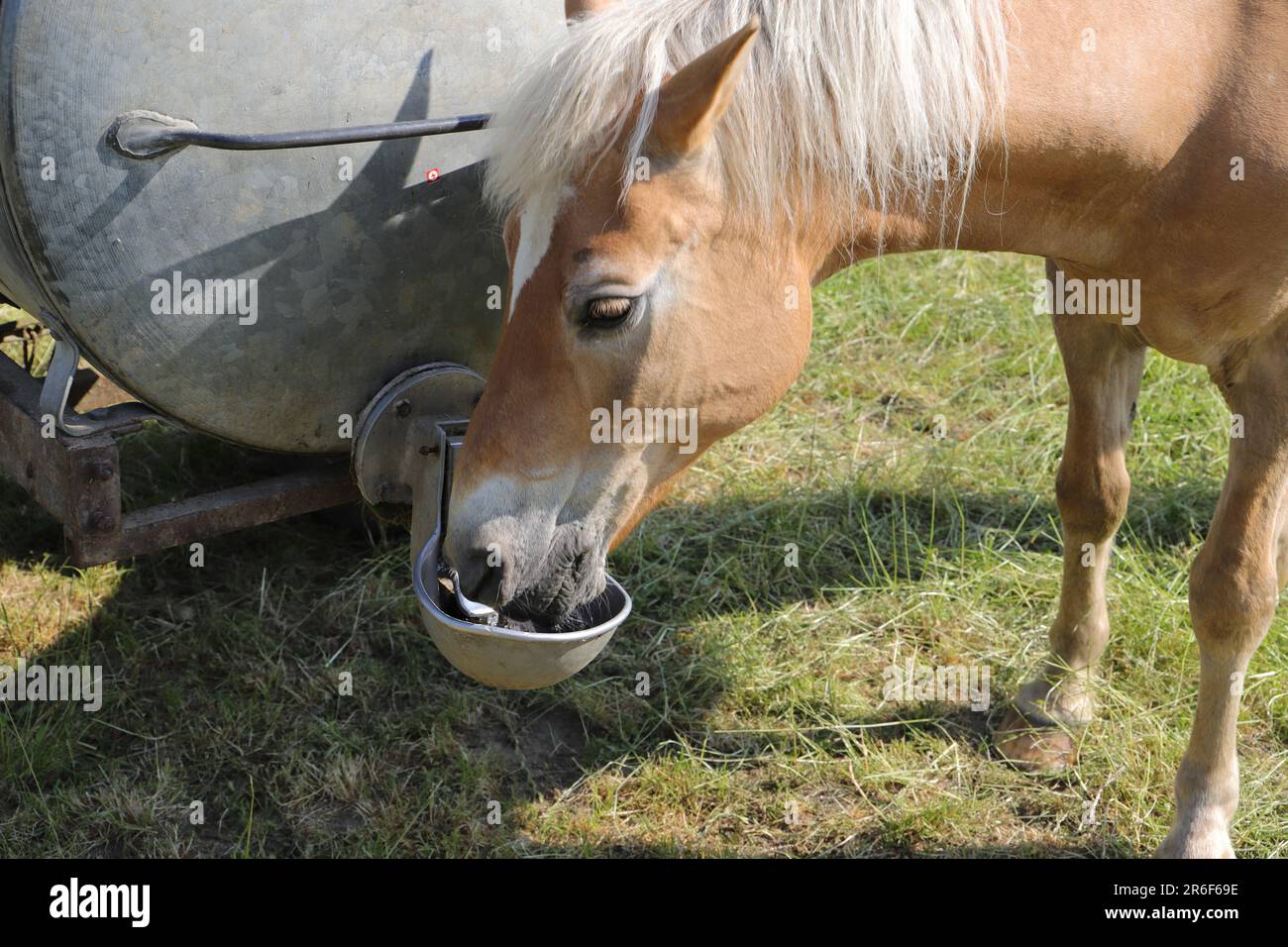 a horse at your water trough Stock Photo - Alamy