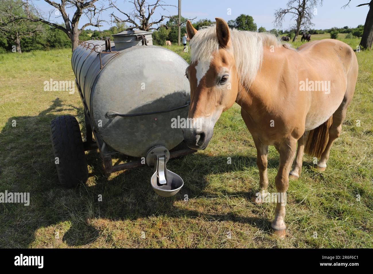 a horse at your water trough Stock Photo - Alamy