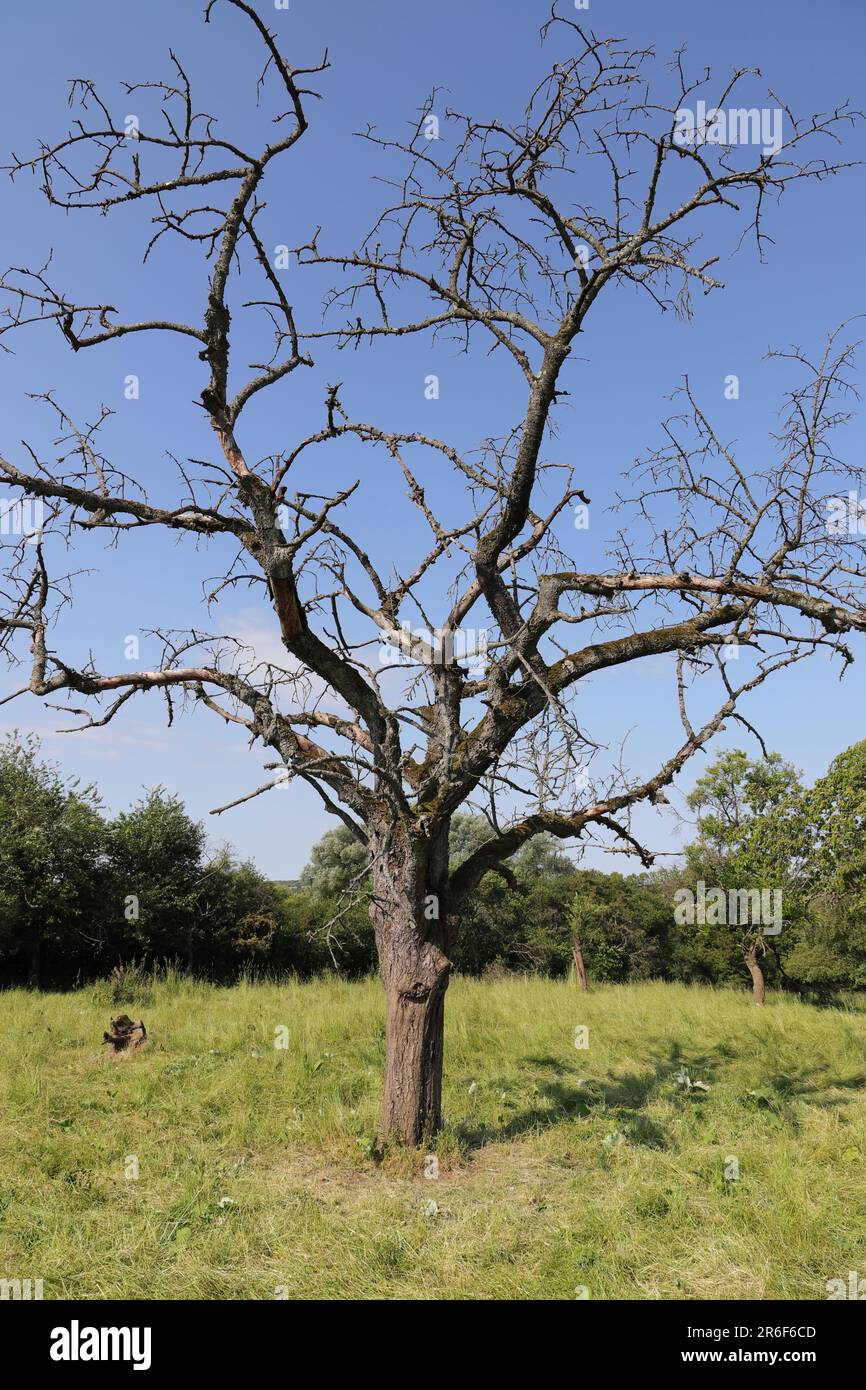 an old dead tree in a meadow Stock Photo - Alamy
