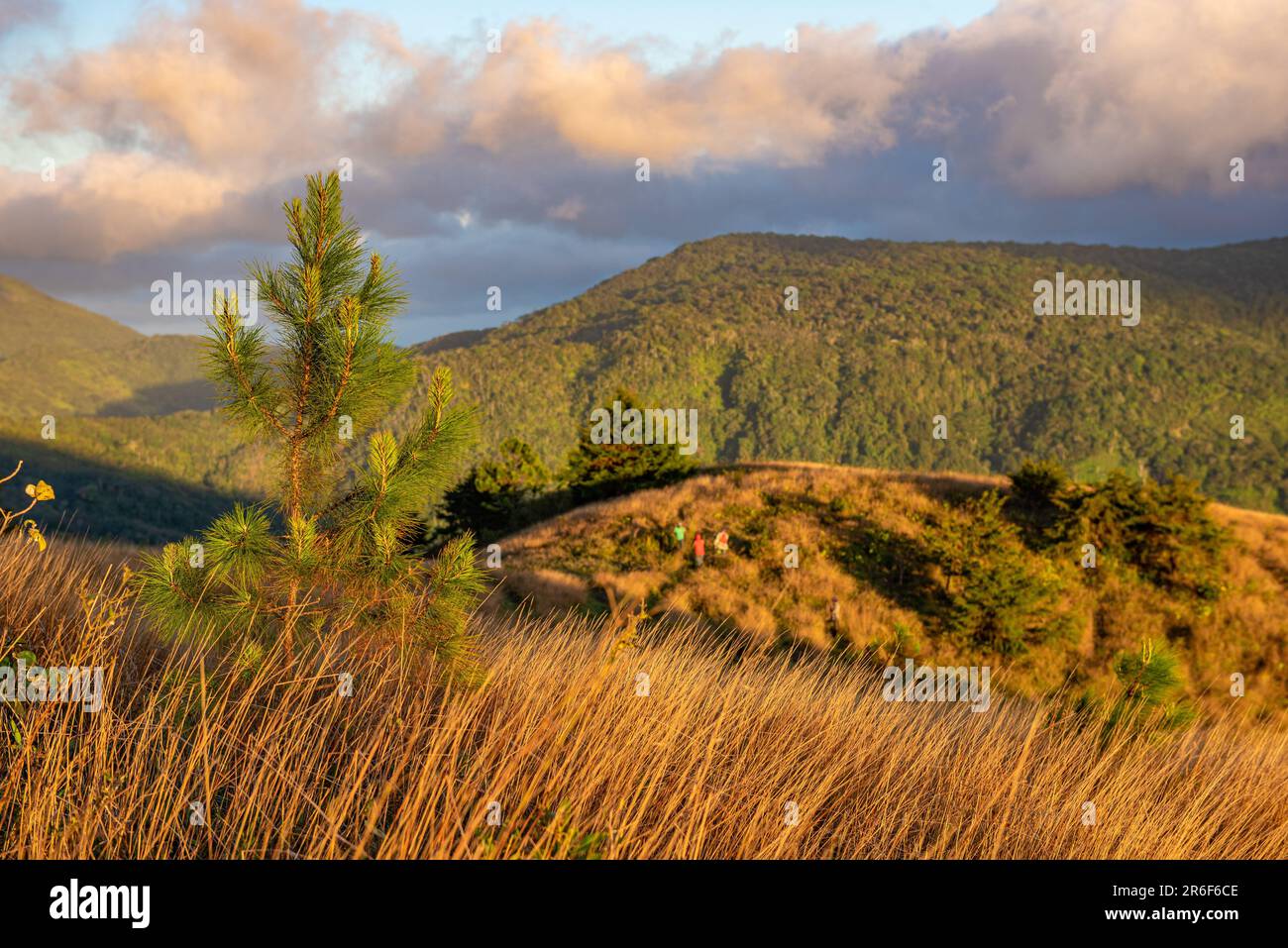 Lush green grasses visible hi-res stock photography and images - Alamy