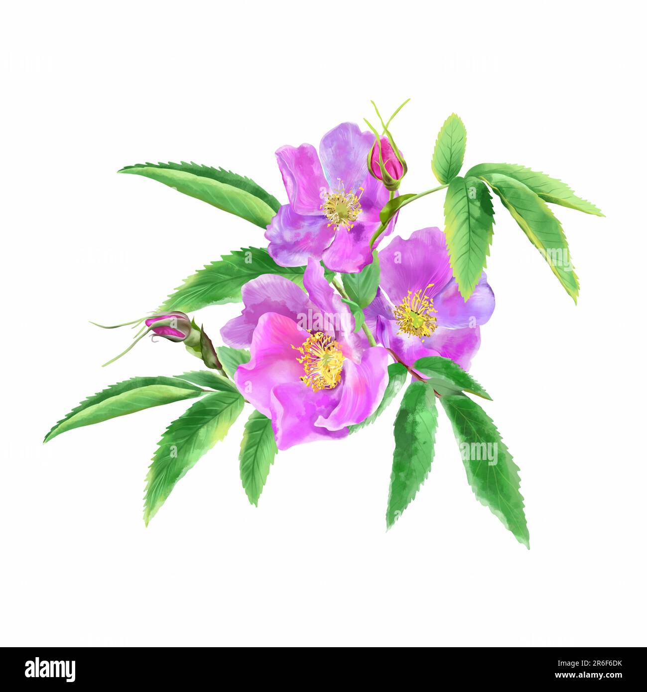 Rosehip watercolor flowers. Flower bouquet isolated on white background ...