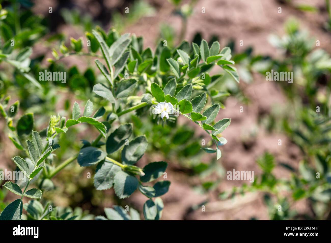 Chickpeas growing in an organic garden hi-res stock photography and ...
