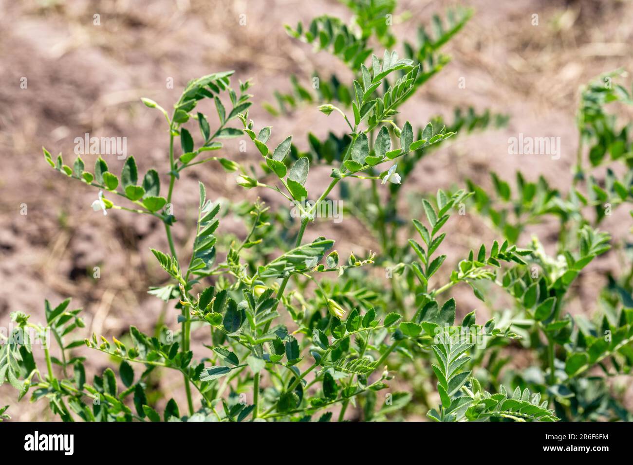 Chickpeas growing in an organic garden hi-res stock photography and ...