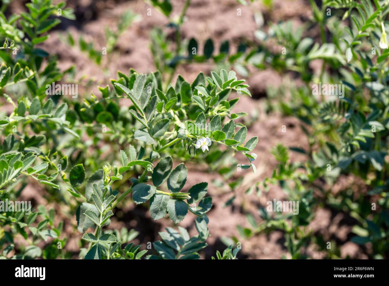 Chickpeas in garden with leaves. Chickpeas plant growing Stock Photo ...