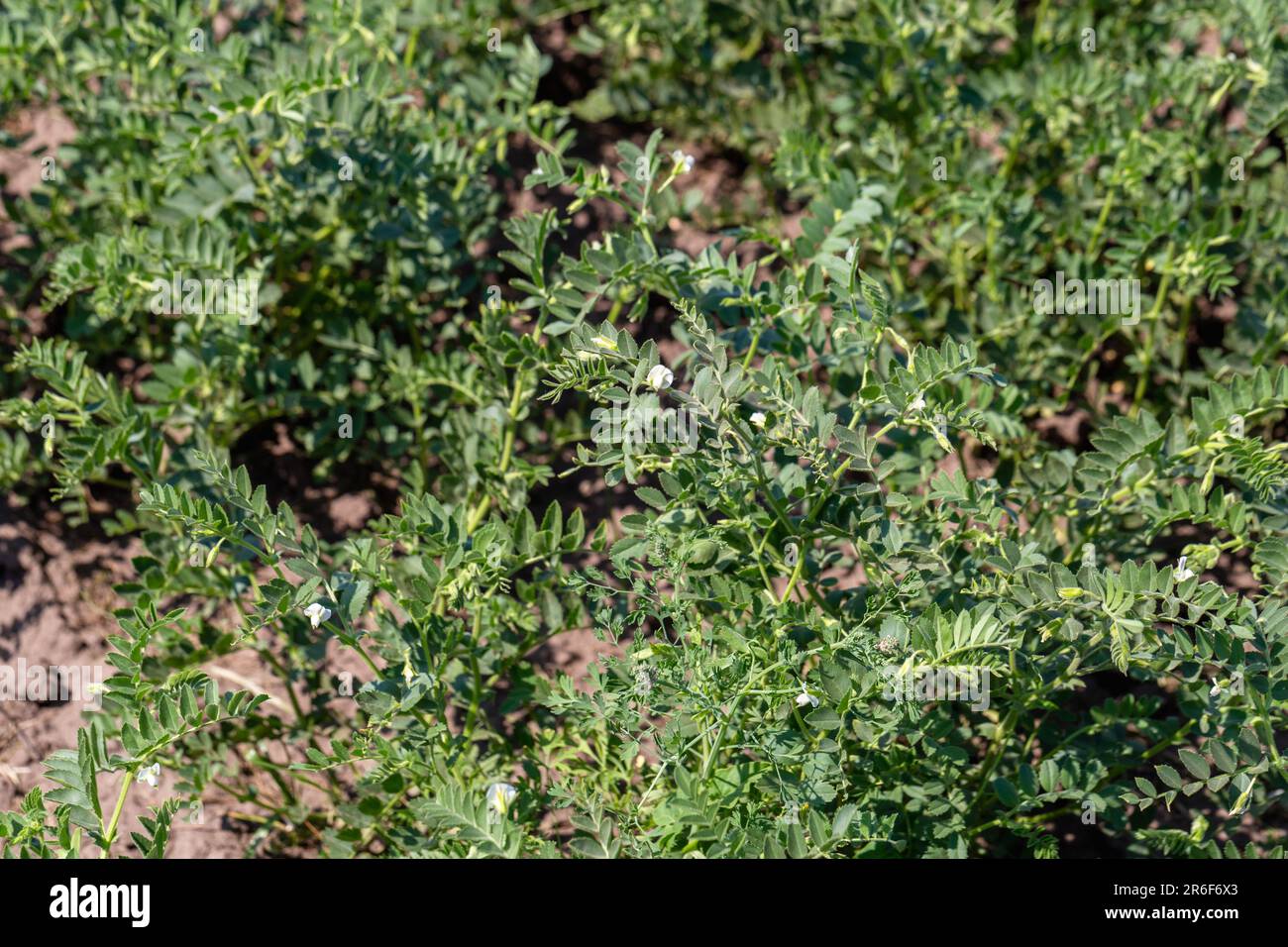 Chickpeas in garden with leaves. Chickpeas plant growing Stock Photo ...