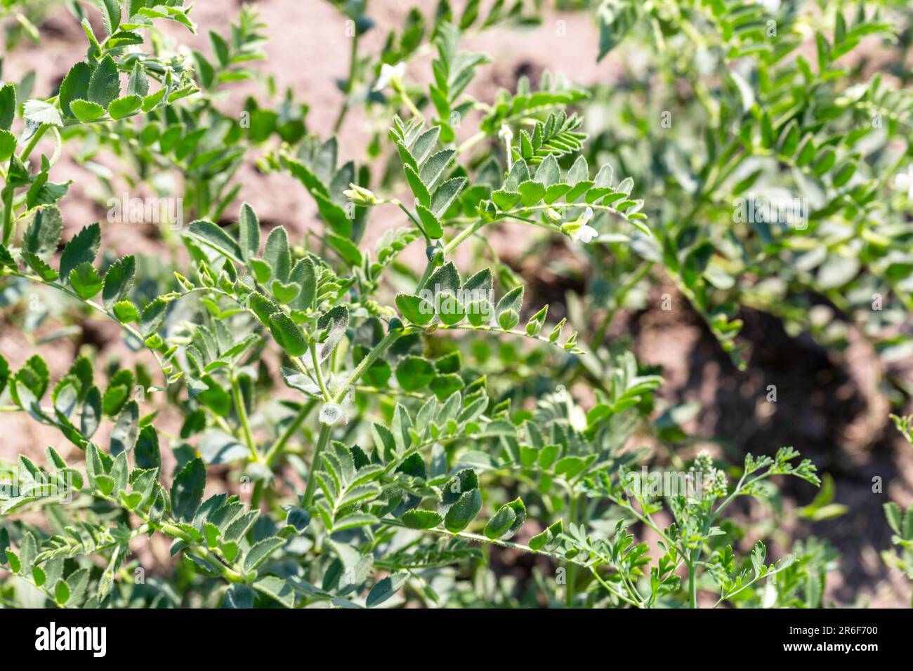 Chickpeas growing in an organic garden hi-res stock photography and ...