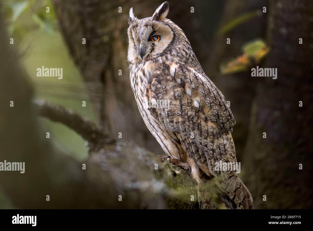STUNNING images of Britain’s rarest owl species, the long eared owl ...