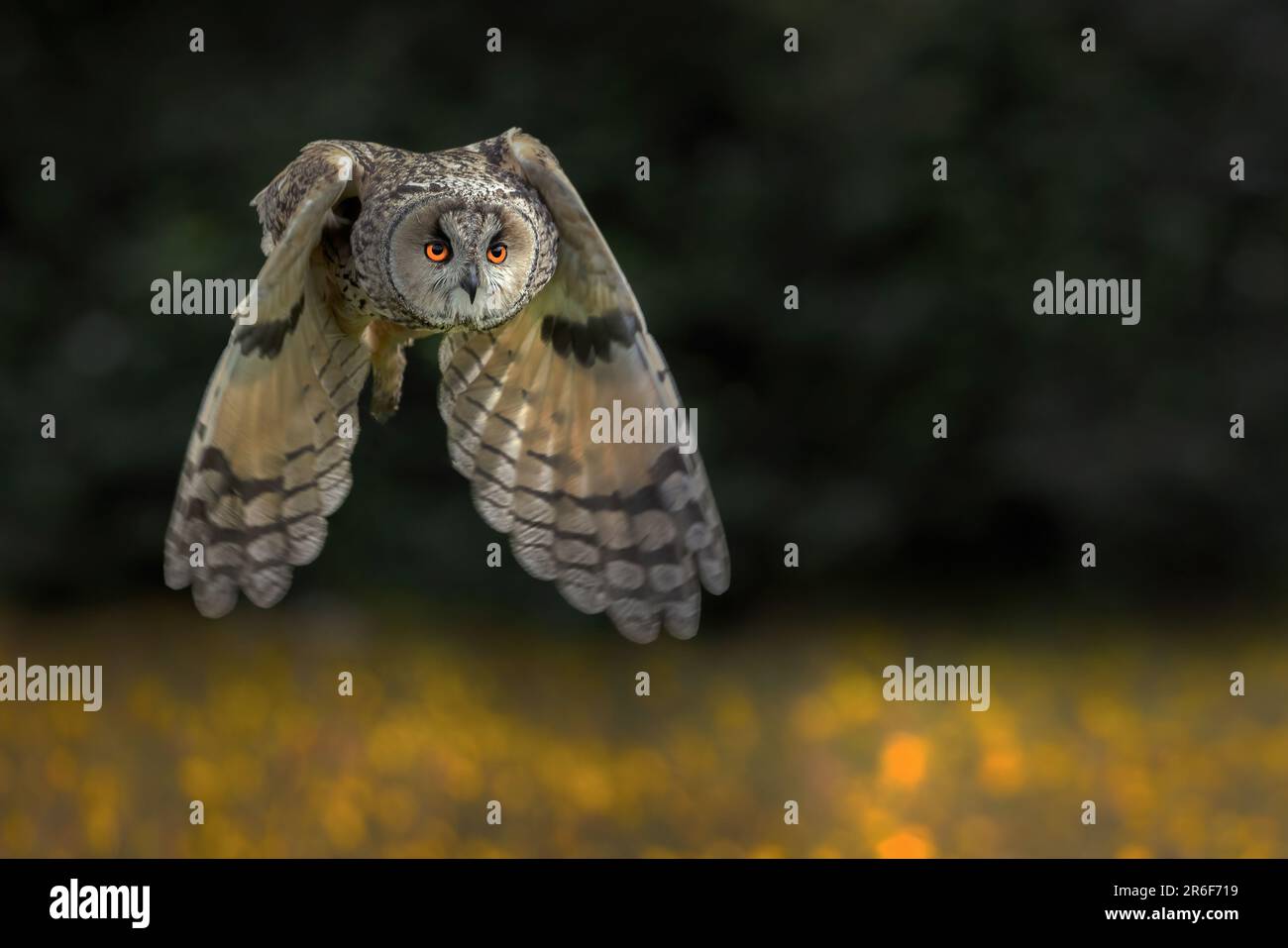 STUNNING images of Britain’s rarest owl species, the long eared owl ...