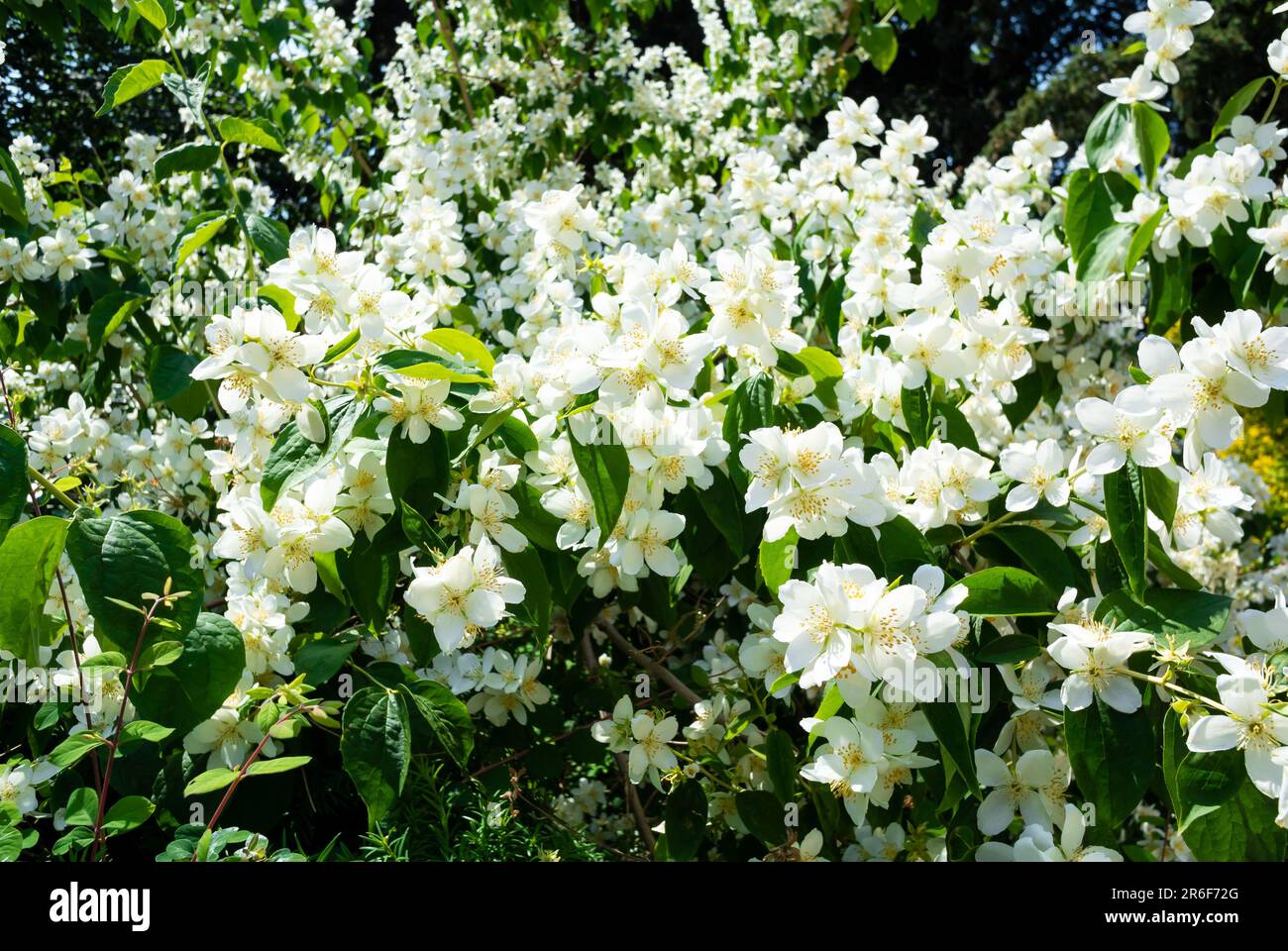 Philadelphus or Mock orange Shrub in blossom with white flowers Stock ...
