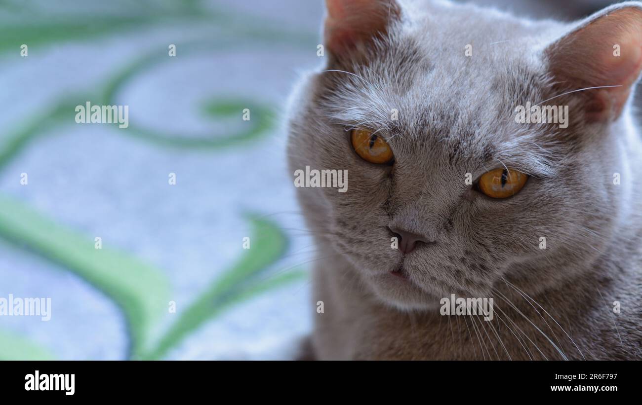 Four legged animals hi-res stock photography and images - Alamy