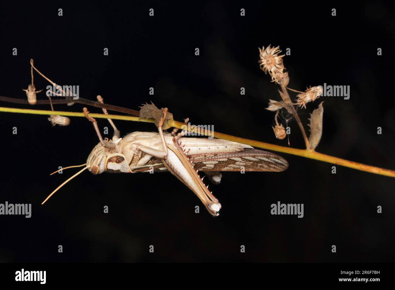 American bird grasshopper hi-res stock photography and images - Alamy