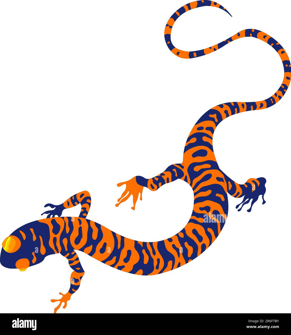 Vector model of salamandra, on white background Stock Vector Image ...