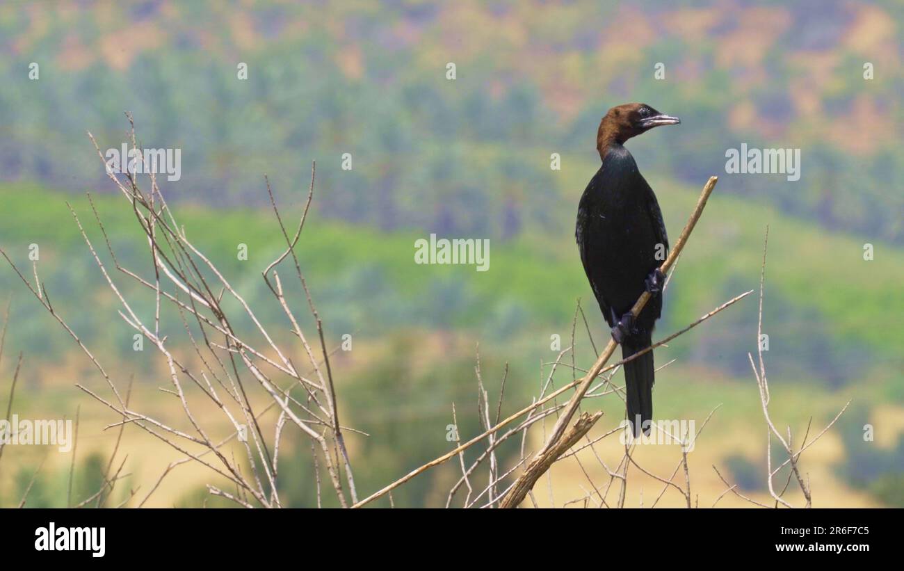 The Pygmy Cormorant (Microcarbo pygmeus Syn Phalacrocorax pygmaeus) is ...