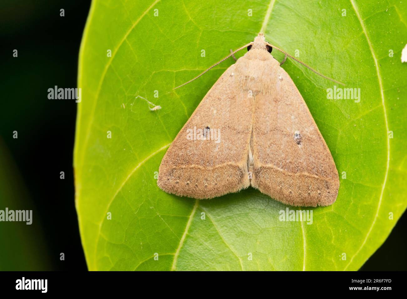 Brown leaf moth, Eublemma rivula at Satara, Maharashtra, India Stock ...