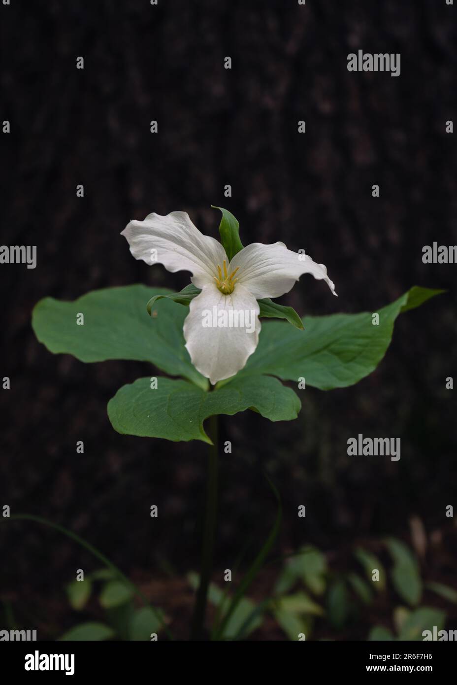 Vertical shot of an isolated white trillium flower with a dark ...