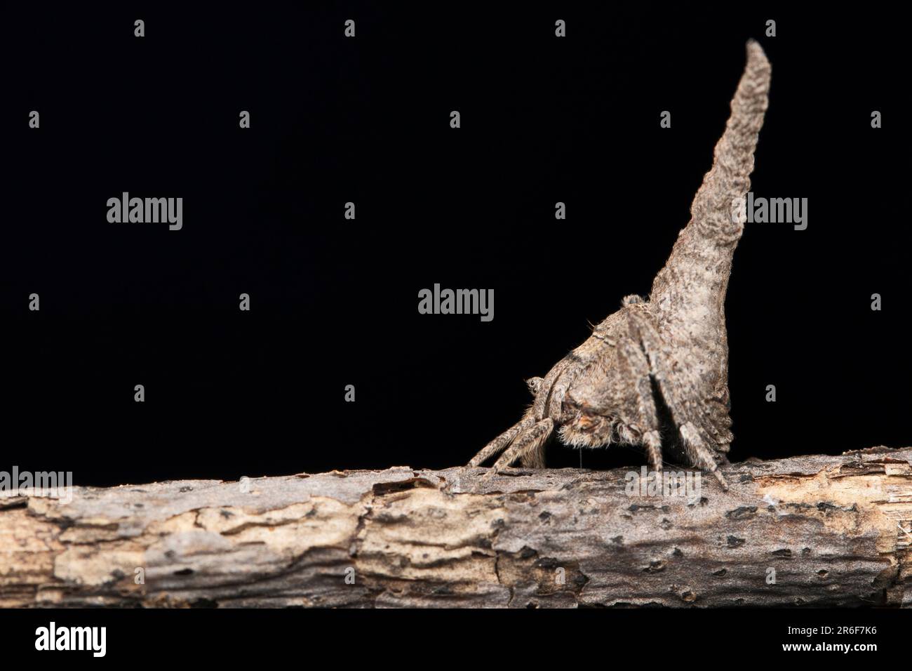Lateral of twig mimic spider, Poltys columnaris at Satara, Maharashtra ...