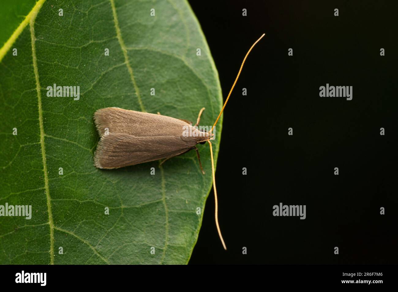 Long horn moth, Crocanthes glycina at Satara, Maharashtra, India Stock ...