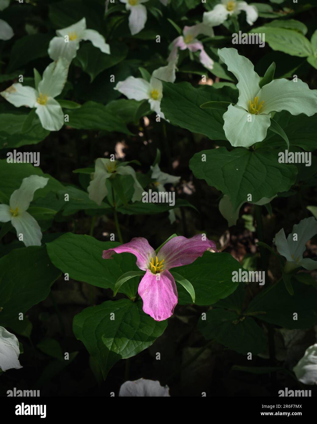 One bright pink trillium flower among a bloom of white trilliums Stock ...