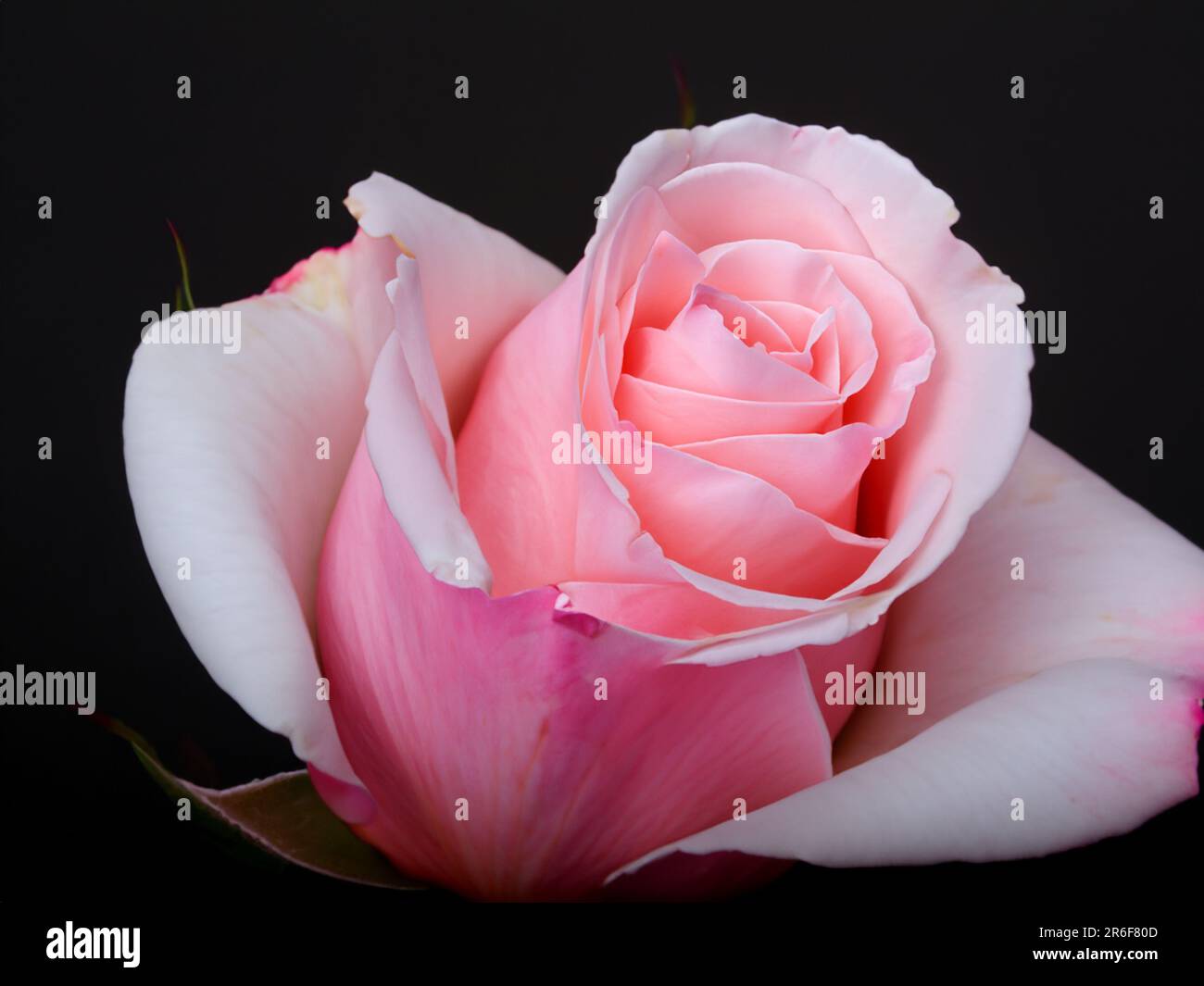 a single pink rose is shown in close up view on a black background ...