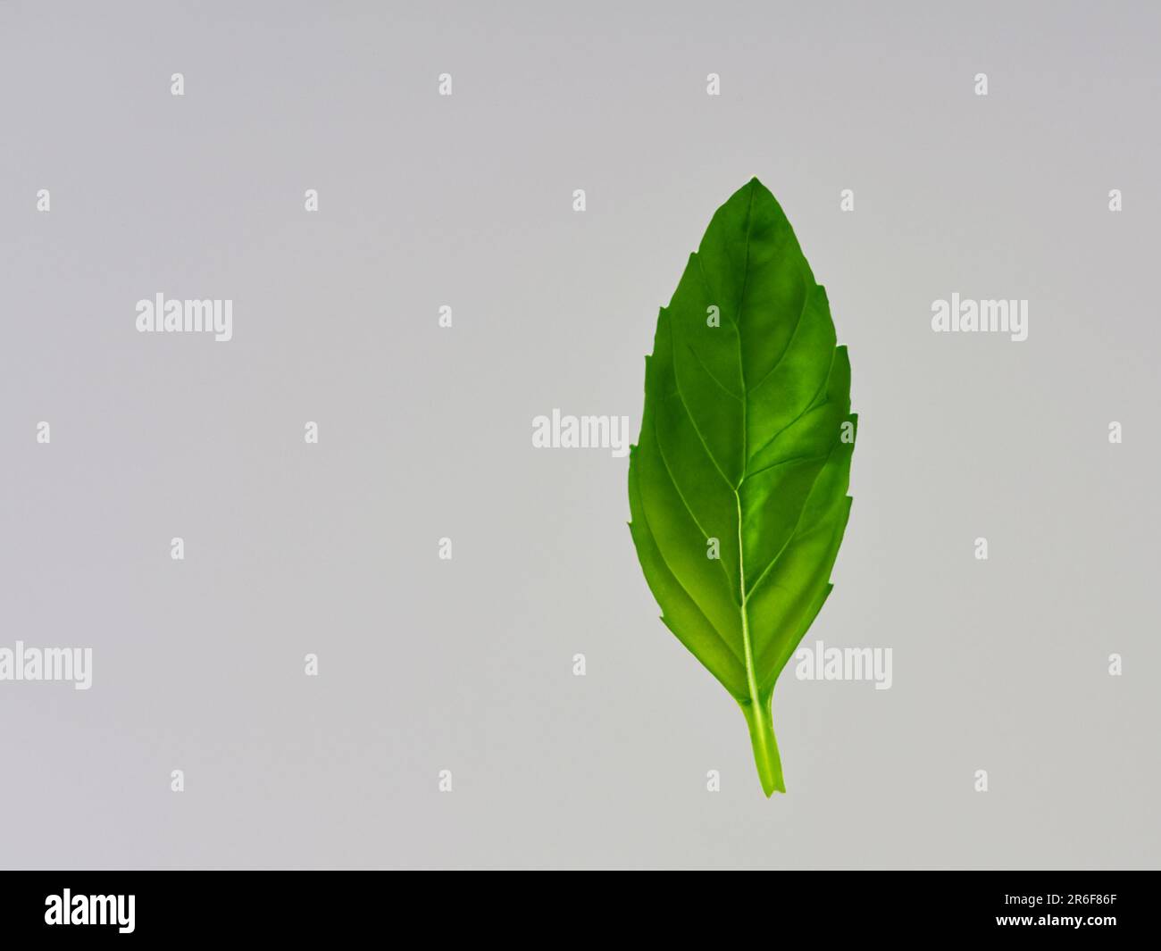 a single green leaf floating in the air on a white background Stock ...