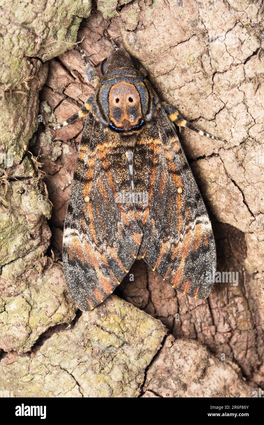 Death's head hawk moth, Acherontia atropos at Satara, Maharashtra ...