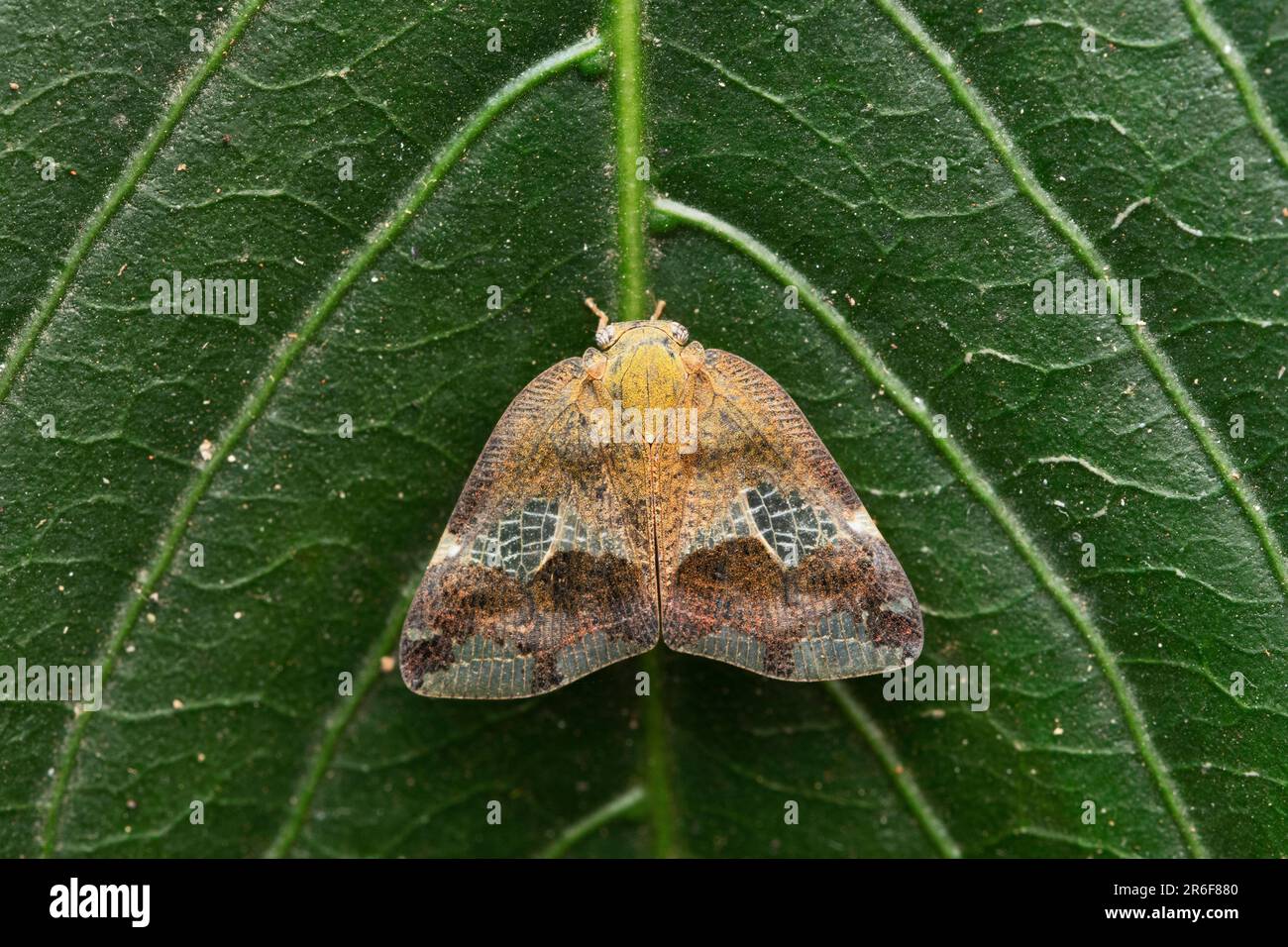 Small green planthopper hi-res stock photography and images - Alamy