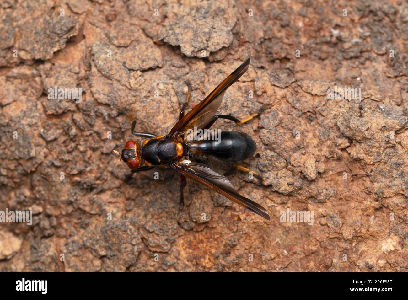 Wasp mimic bee, Hyleoides concinna at Satara, Maharashtra, India Stock ...