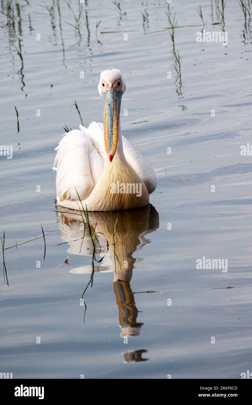 Great white pelicans (Pelecanus onocrotalus) at the fishermen's market ...