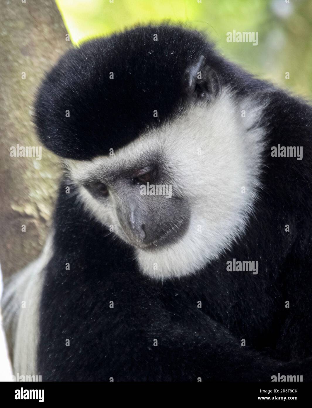 Mantled guereza (Colobus guereza). This colobus monkey lives in troops ...