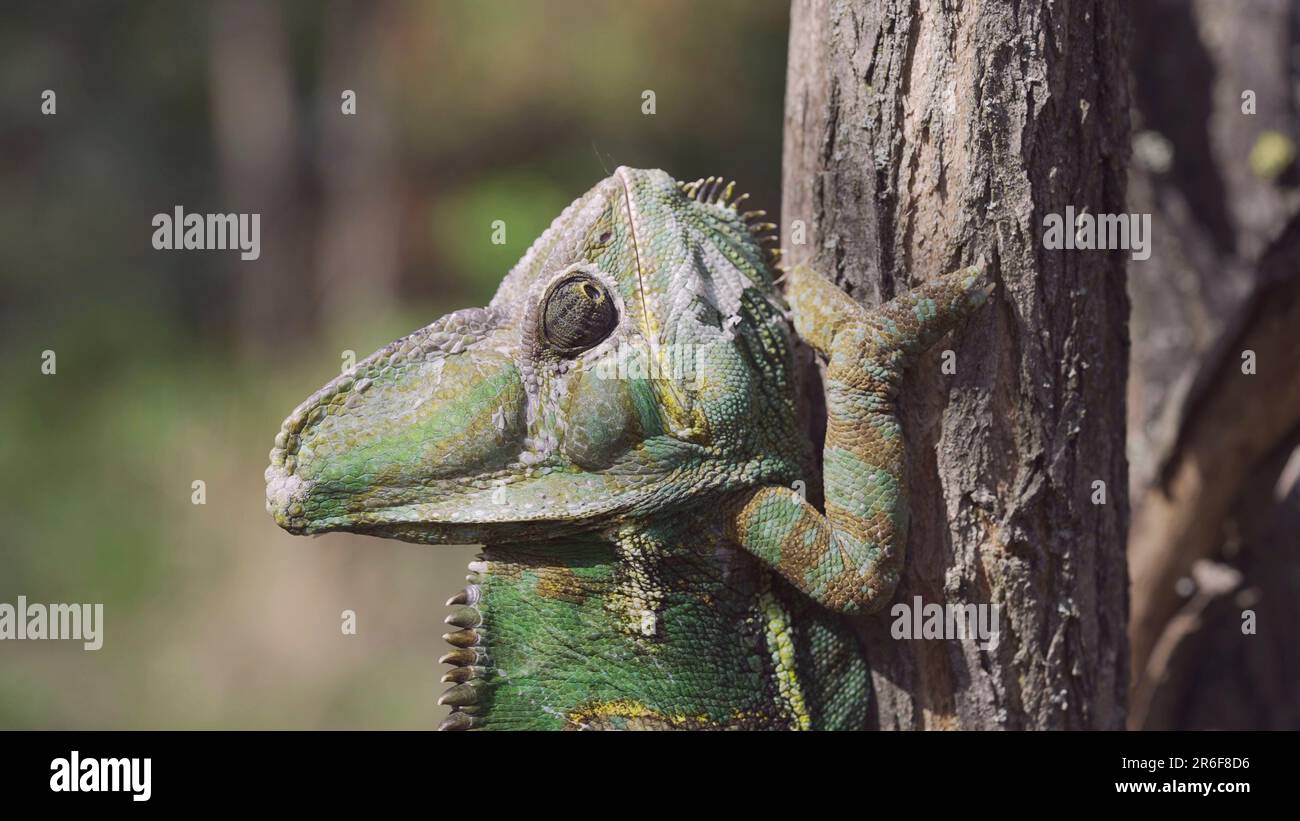 Portrait of elderly chameleon perched on tree trunk, puffing up. Veiled ...