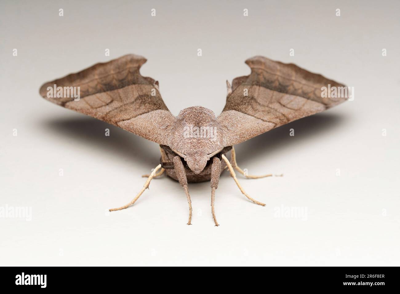 Marumba hawk moth hi-res stock photography and images - Alamy