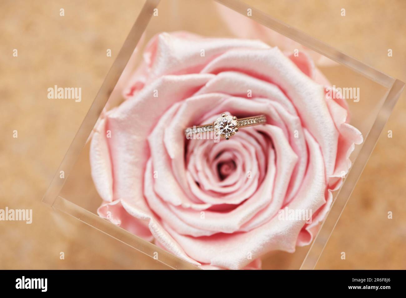 Beautiful engagement ring posd inside of pink metal colored rose Stock ...