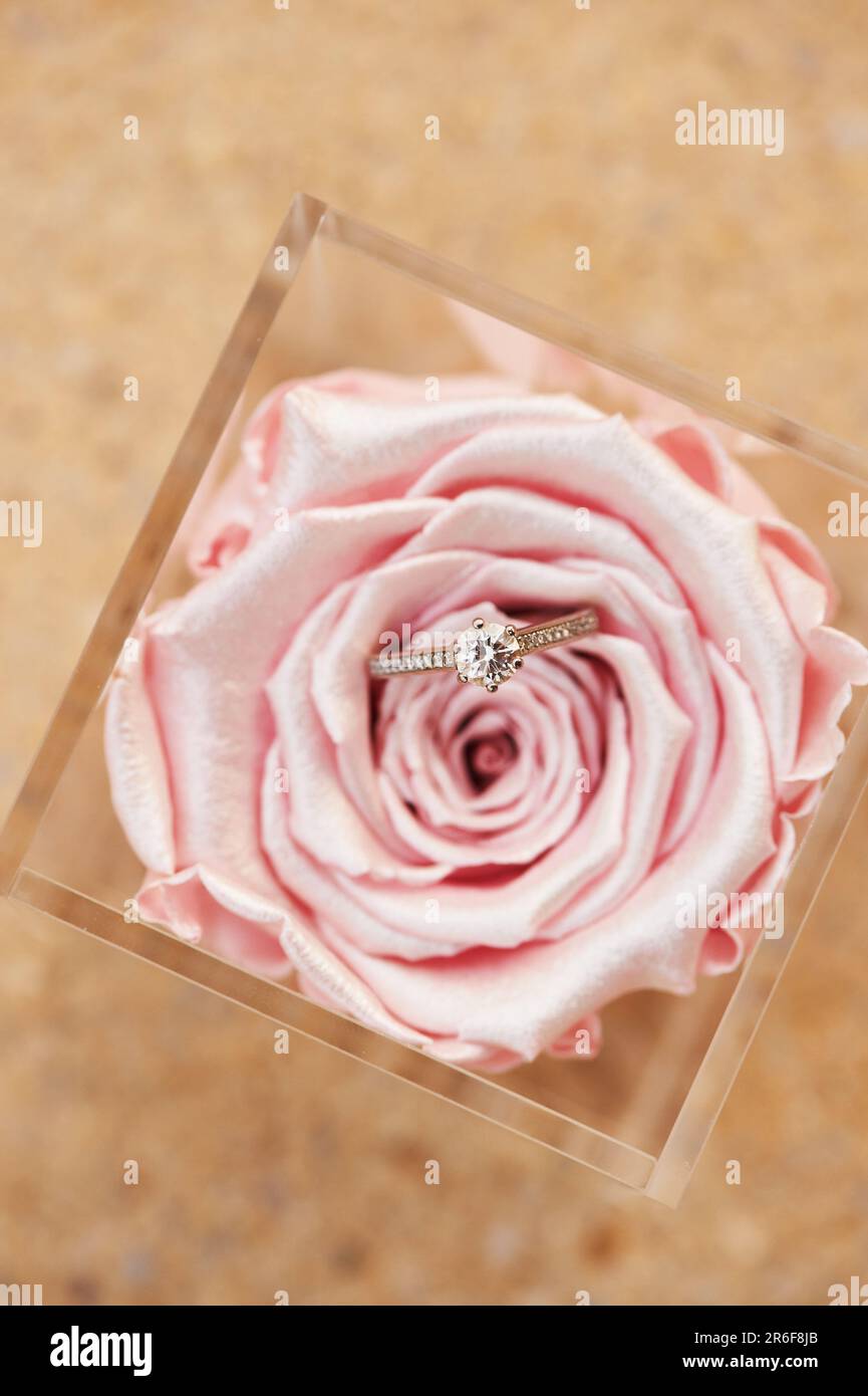 Beautiful engagement ring posd inside of pink metal colored rose Stock ...