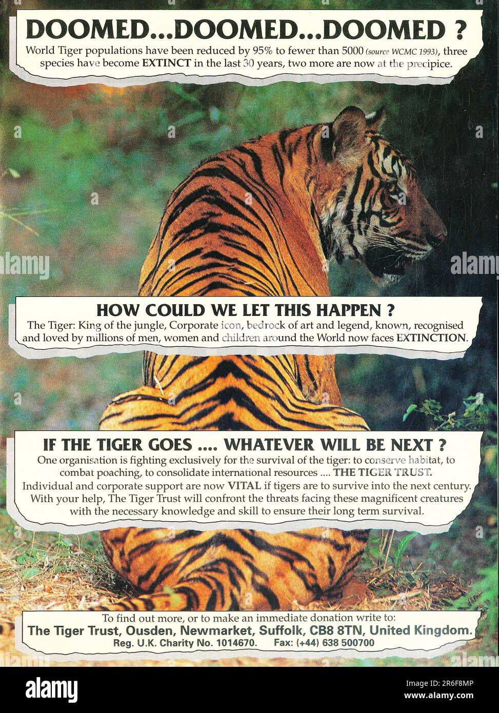 Tiger Trust advert in a magazine 1996 Stock Photo - Alamy
