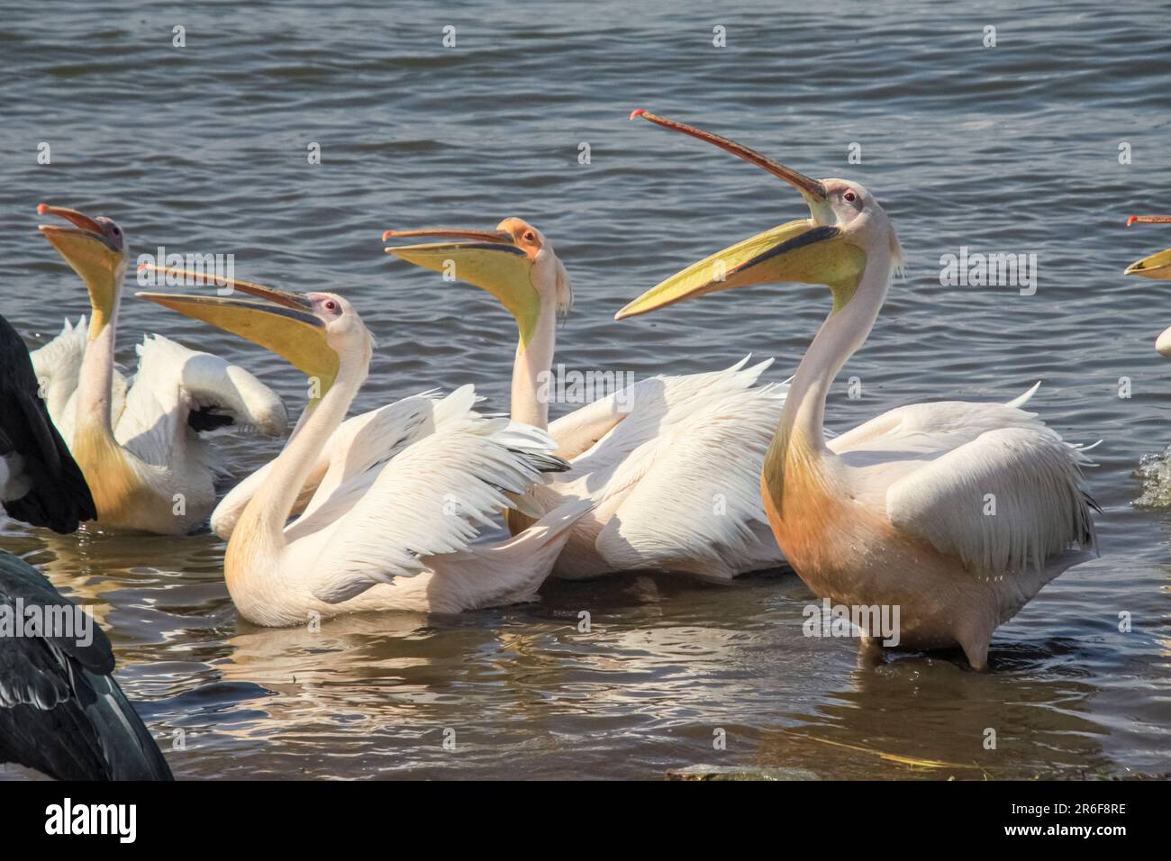 Great white pelicans (Pelecanus onocrotalus) and Marabou Storks ...