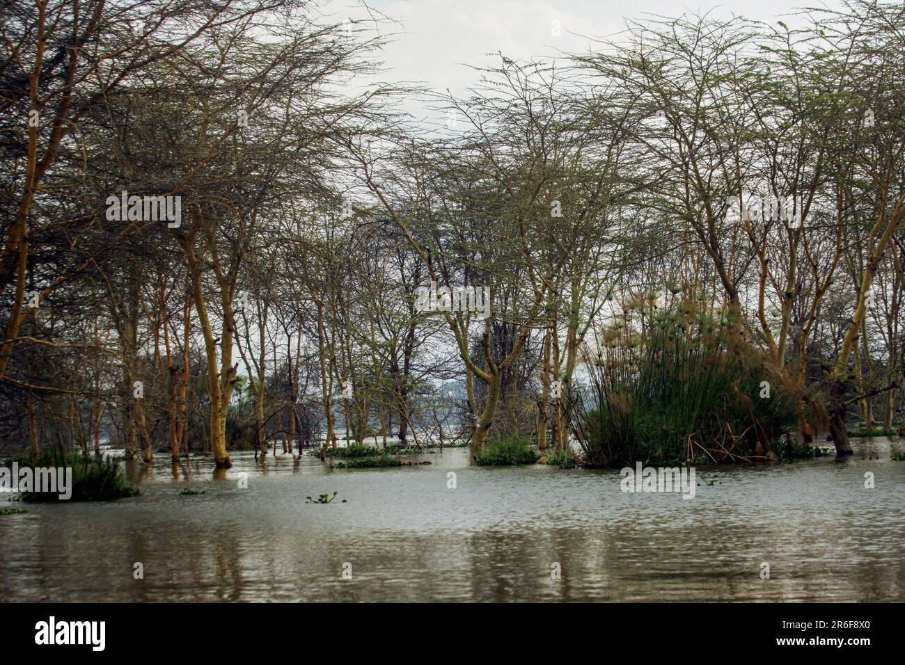 flooded landscape, Amboseli National Park, Kenya Stock Photo - Alamy
