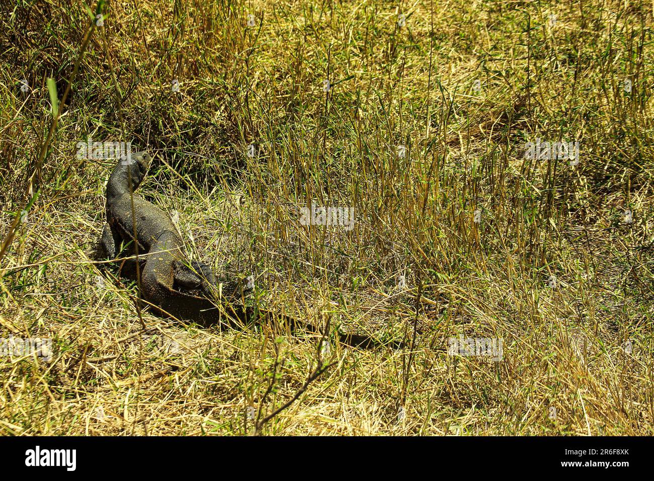 Savannah Monitor Lizard (Varanus exanthematicus), Photographed in Kenya ...