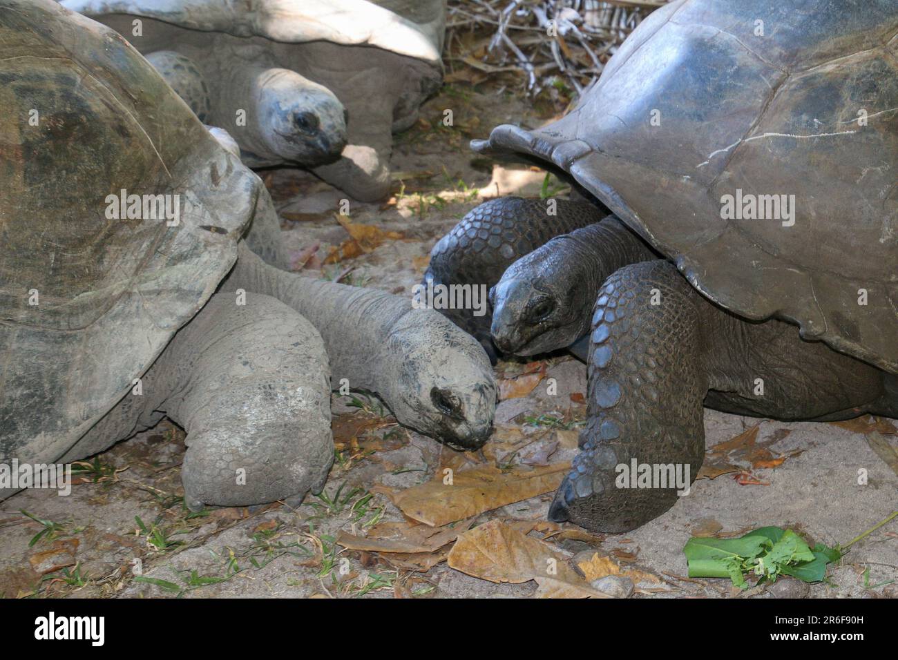 The Aldabra giant tortoise (Aldabrachelys gigantea), from the islands ...