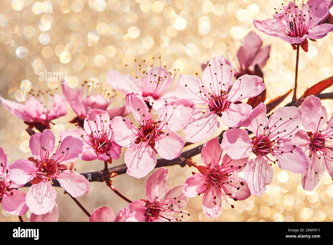 Nature background of blossoming pink cherry flowers Stock Photo - Alamy