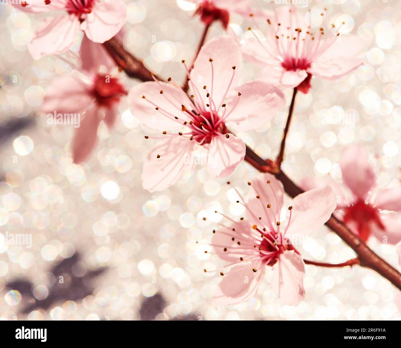 Nature background of blossoming pink cherry flowers Stock Photo - Alamy