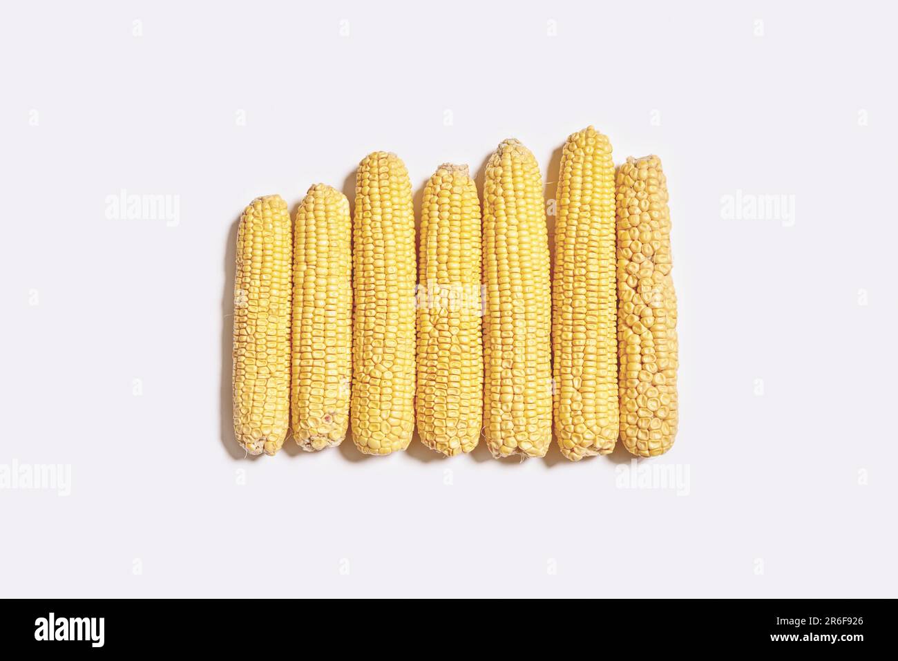 A vibrant yellow corn stalks arranged against a crisp white background ...