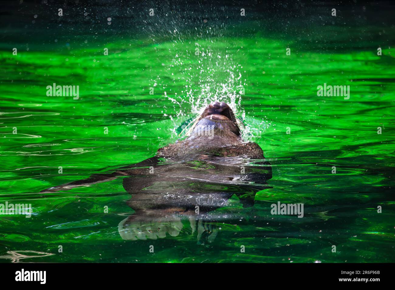 Seal swimming on the back . Animal splashing water Stock Photo - Alamy