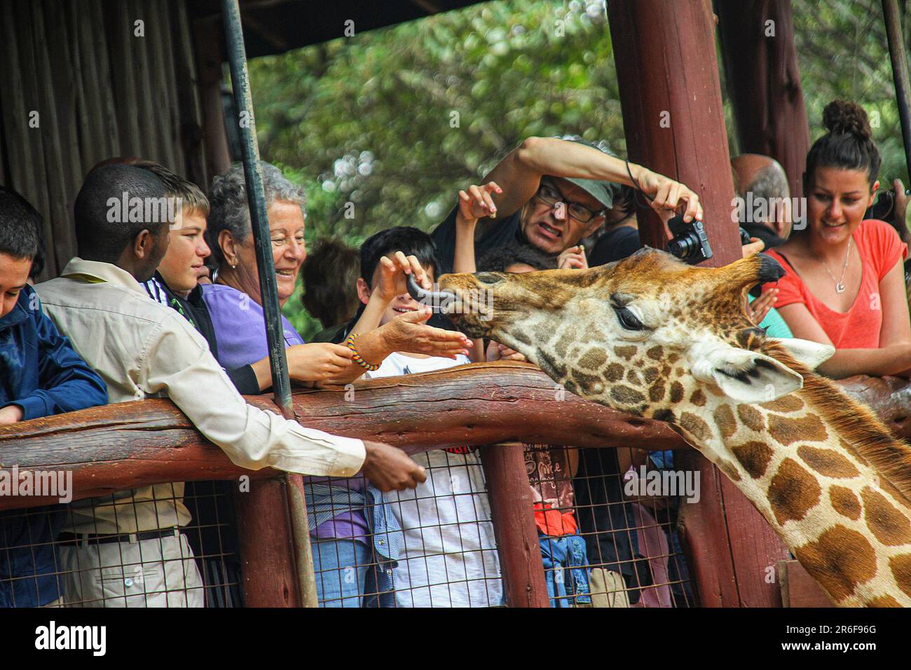 Visitors feed a giraffe at a petting zoo, Langata Giraffe Centre ...
