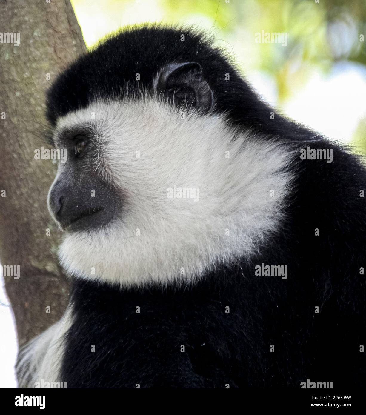 Mantled guereza (Colobus guereza). This colobus monkey lives in troops ...
