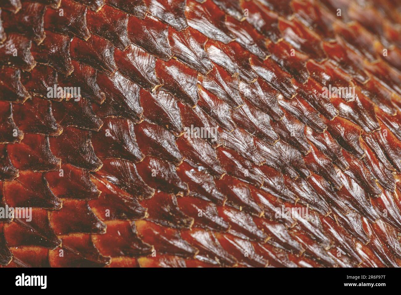 A macro shot of the scaly skin of a snake's abdomen, showing the ...