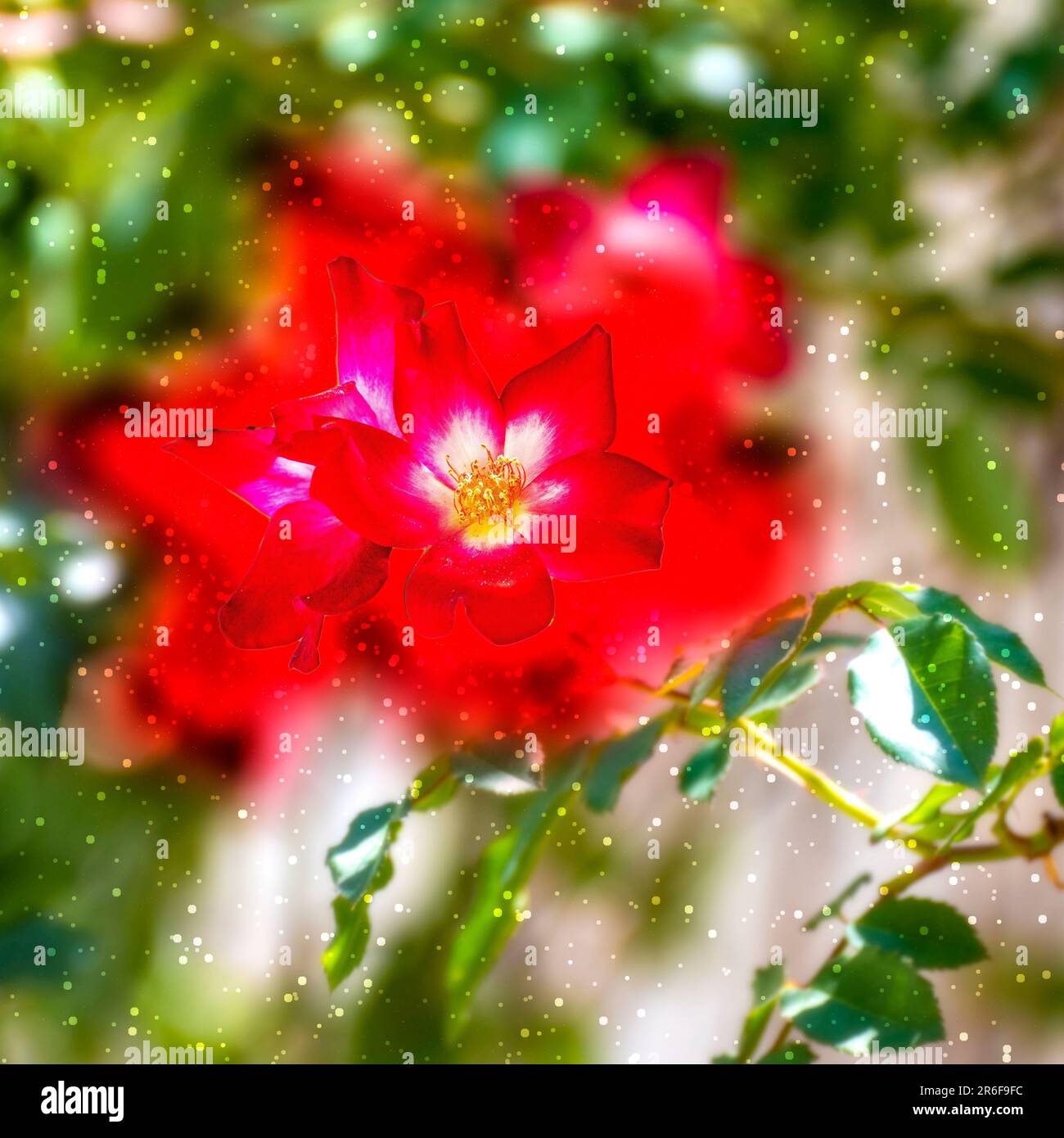 Rosa cocktail shrub rose hi-res stock photography and images - Alamy